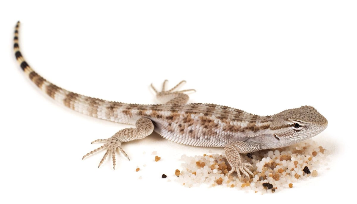 The Dune Sagebrush Lizard: Balancing Conservation and Oil Production in the Permian Basin
